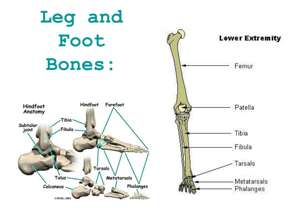 Ppt Muscles And Bones Powerpoint Presentation Free Download Id 2202977