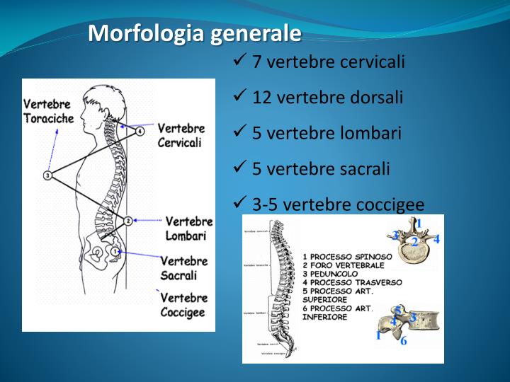 PPT - Anatomia e biomeccanica della colonna vertebrale PowerPoint ...