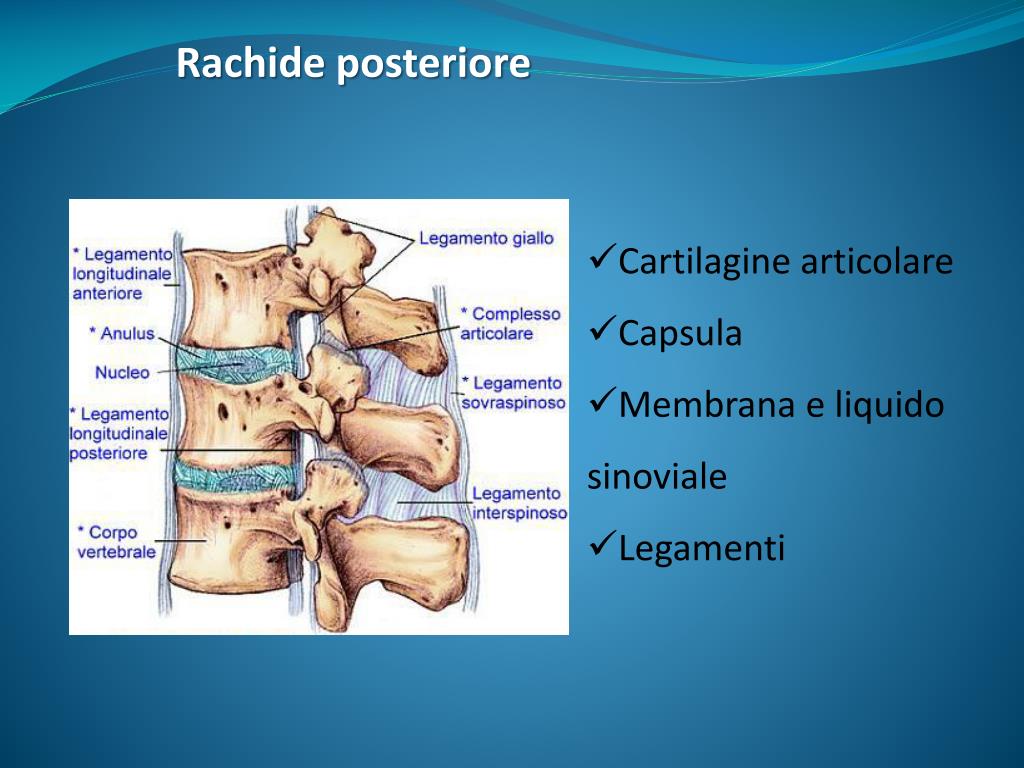 PPT - Anatomia e biomeccanica della colonna vertebrale PowerPoint ...