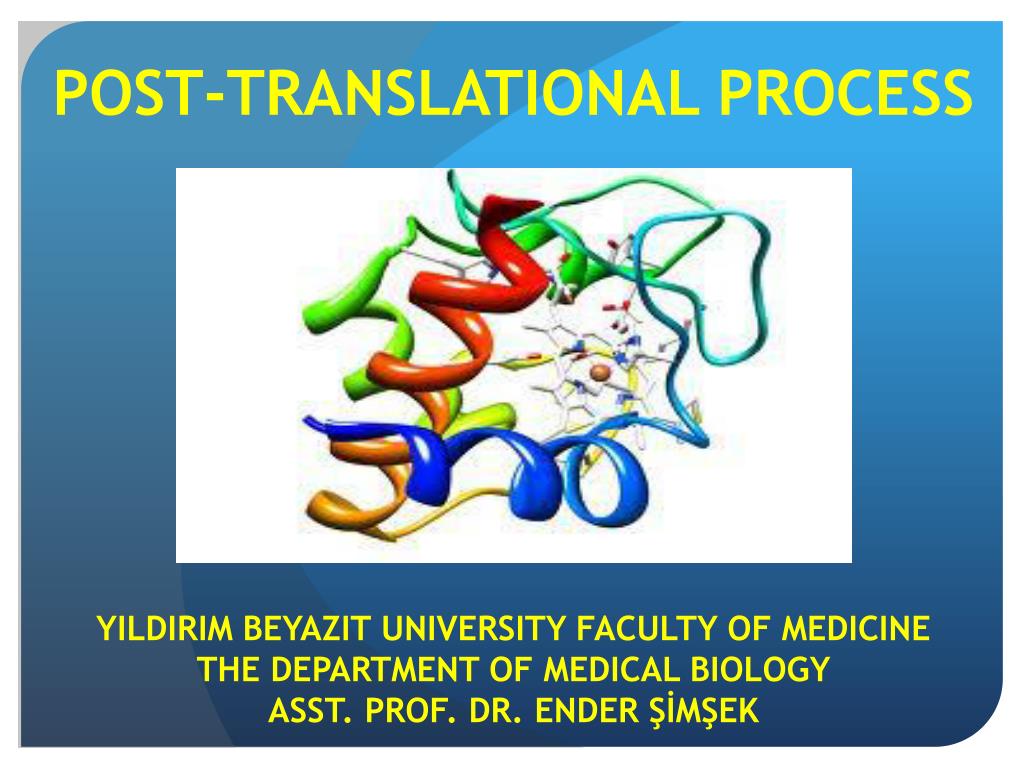 PPT - POST-TRANSLATIONAL PROCESS YILDIRIM BEYAZIT UNIVERSITY FACULTY OF ...