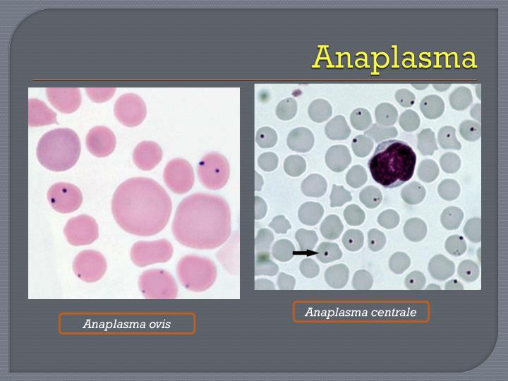 PPT - PROTOZOOLOGI - Blood Protozoa II- PowerPoint Presentation - ID ...