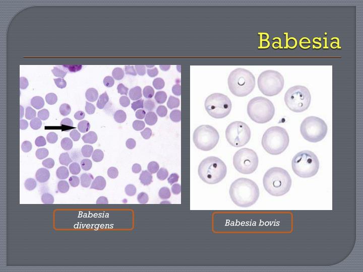 PPT - PROTOZOOLOGI - Blood Protozoa II- PowerPoint Presentation - ID ...