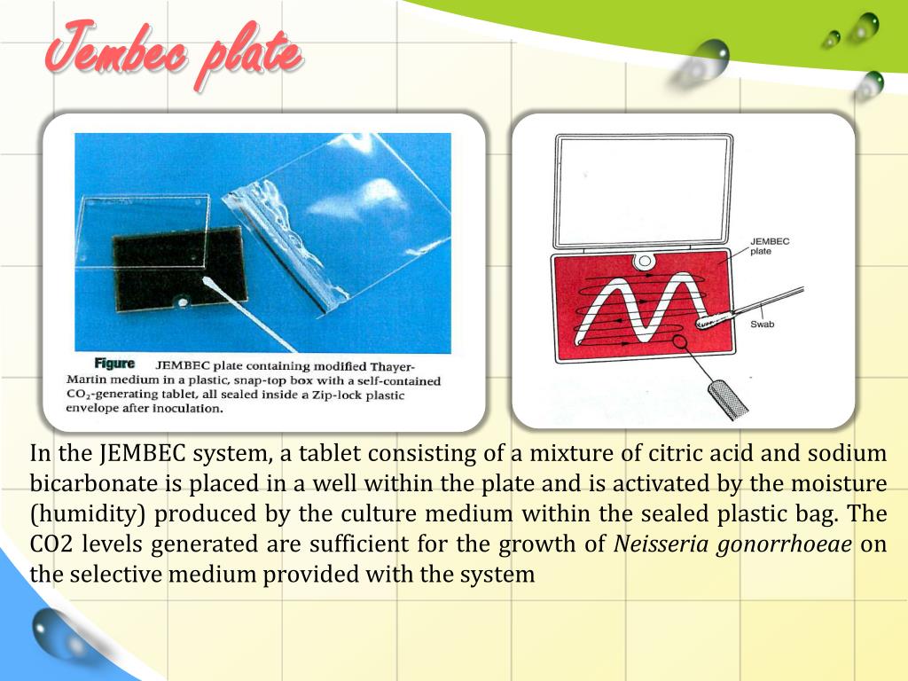 PPT - Genital Culture PowerPoint Presentation, free download - ID:2203483