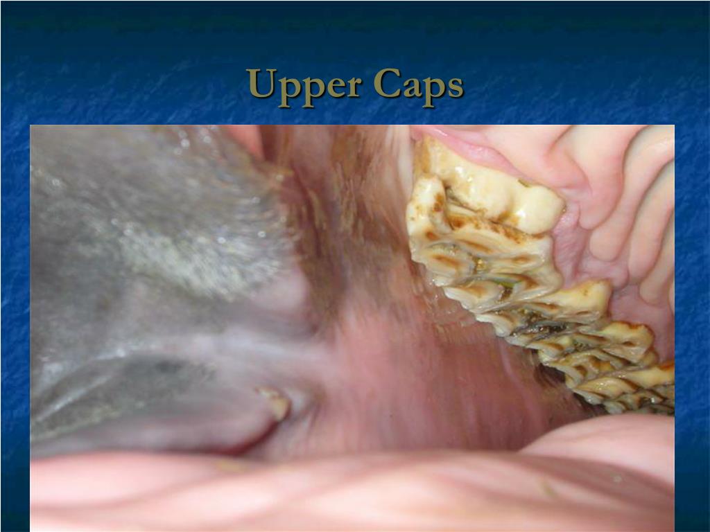 PPT - Equine Dental Abnormalities & Dentistry Brendan Kraus, DVM Photos ...