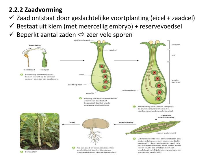 PPT - CLASSIFICEREN VAN PLANTEN PowerPoint Presentation - ID:2204216