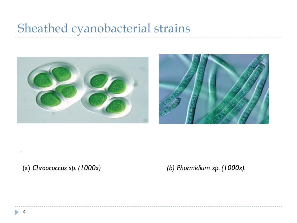PPT - Marine Cyanobacteria Source of Pharmaceutical Important Compounds ...