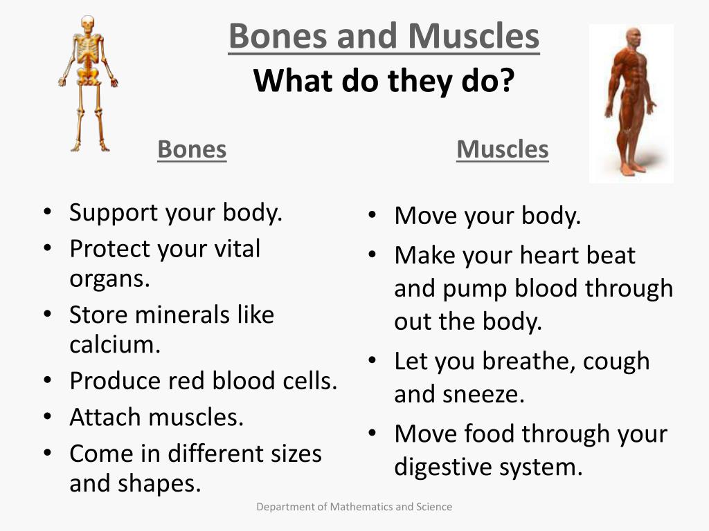 PPT - Human Body Organs and Functions 2014 Mary Tweedy, Curriculum ...