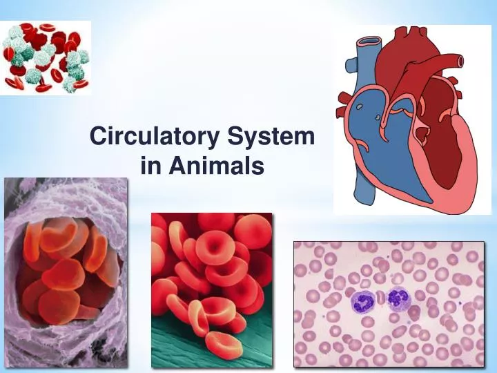 PPT - Circulatory System in Animals PowerPoint Presentation, free ...