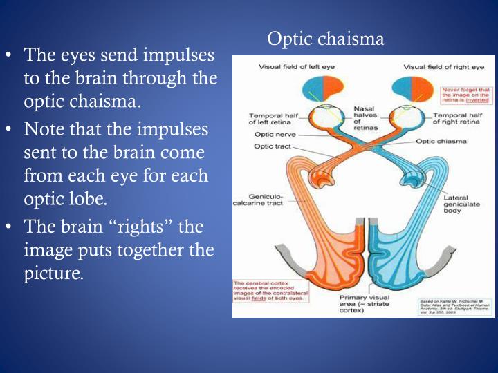 PPT - The Nervous system PowerPoint Presentation - ID:2204861
