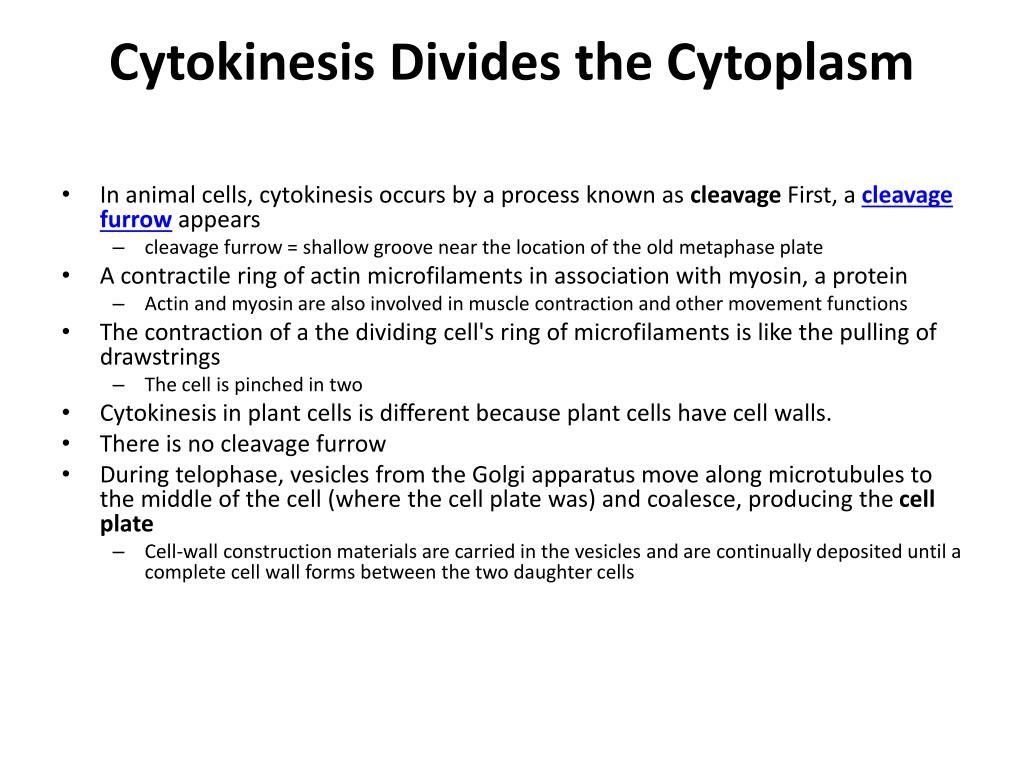 PPT - Cell Division, Mitosis, and Meiosis PowerPoint Presentation, free ...