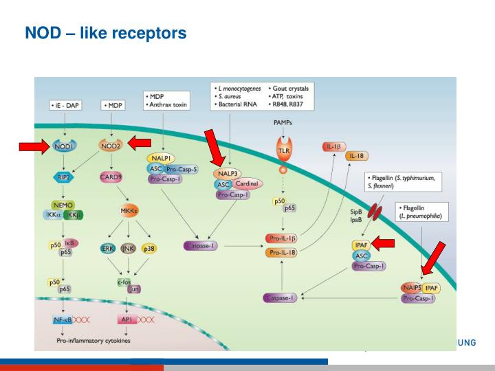 PPT - Receptors of the innate immune system PowerPoint Presentation ...