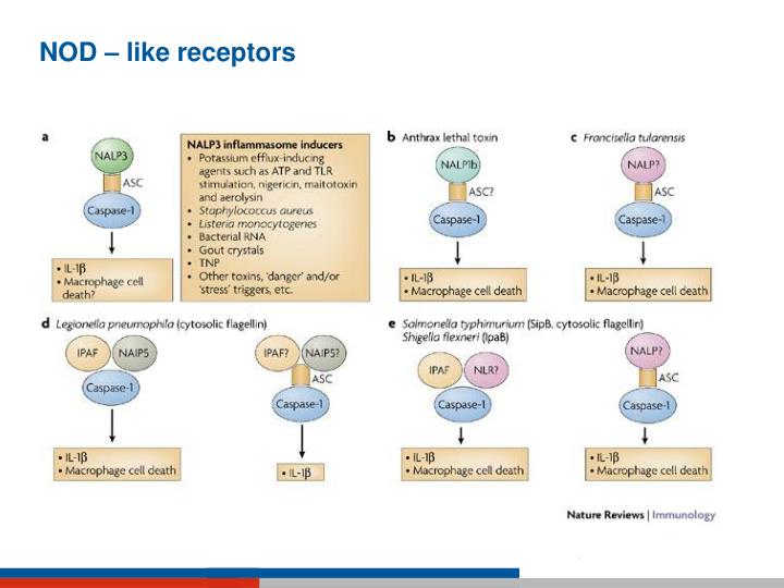 PPT - Receptors of the innate immune system PowerPoint Presentation ...