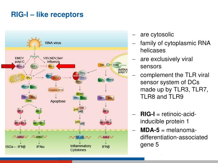 PPT - Receptors of the innate immune system PowerPoint Presentation ...