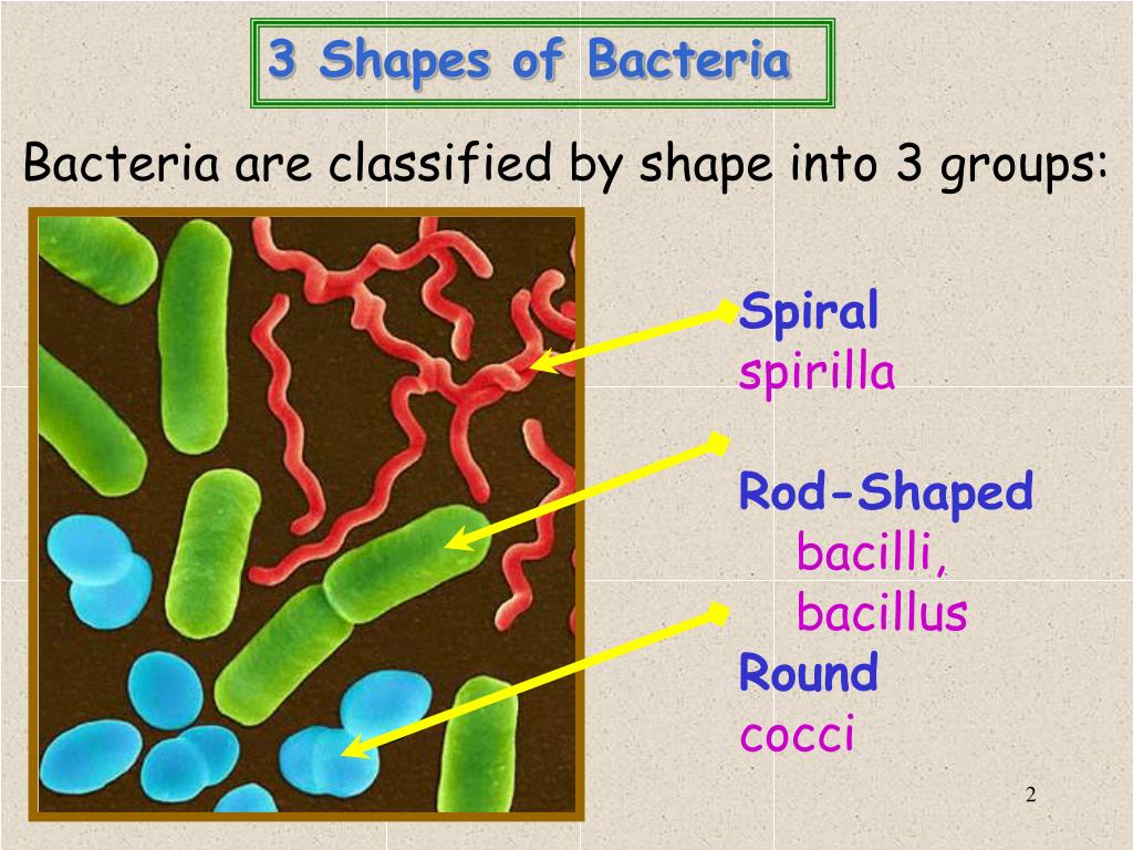 Bacteria Reproduce By Binary Fission