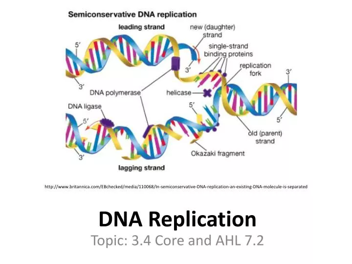 Ppt Dna Replication Powerpoint Presentation Free Download Id 2205923