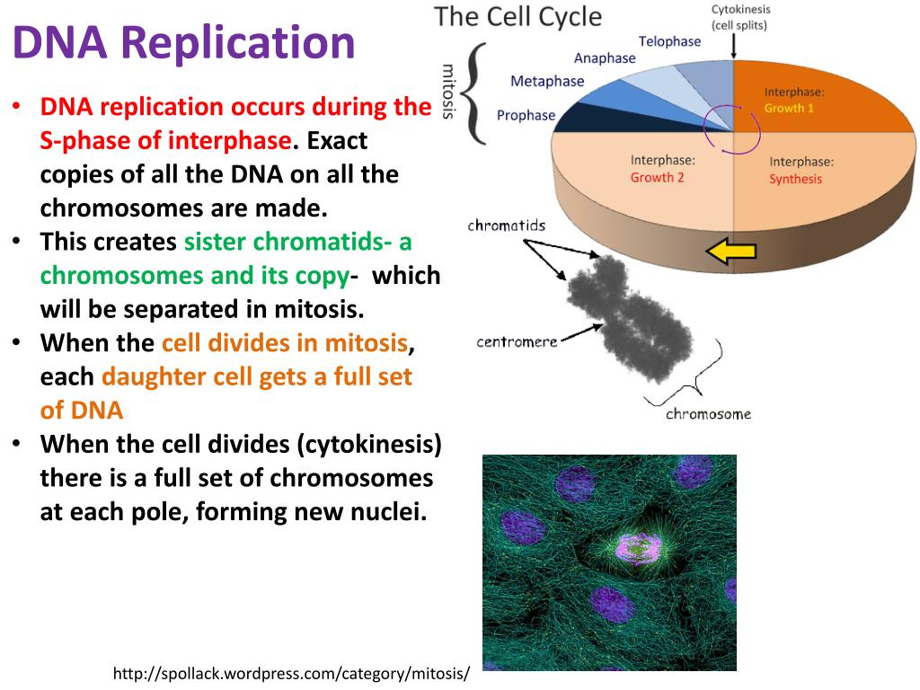 Ppt Dna Replication Powerpoint Presentation Free Download Id 2205923