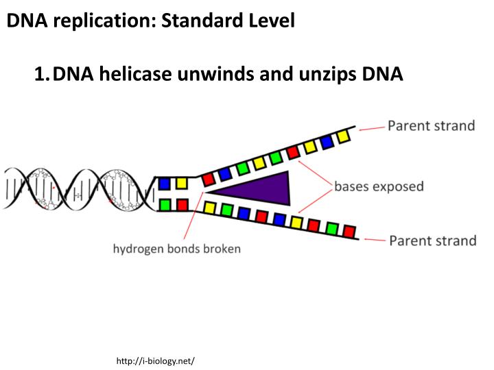 PPT - DNA Replication PowerPoint Presentation - ID:2205923
