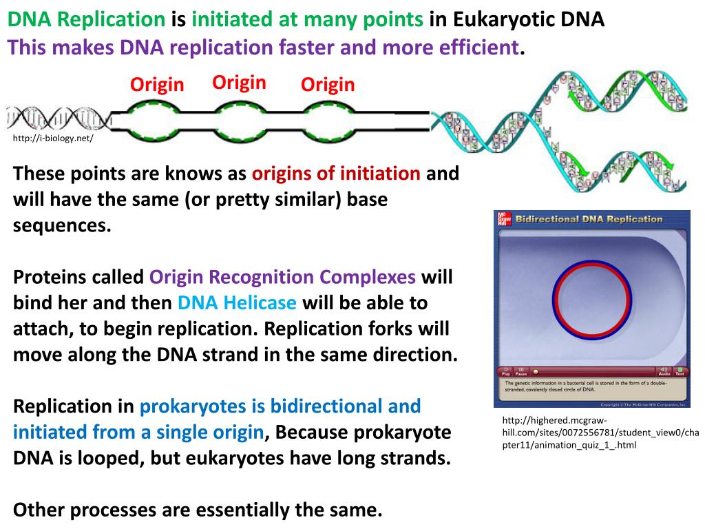 Ppt Dna Replication Powerpoint Presentation Free Download Id 2205923