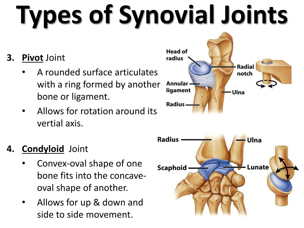The Range Of Motion In Synovial Joints Pivot Ball And Socket The Range Of Motion In Synovial Joints Pivot Ball And Socket