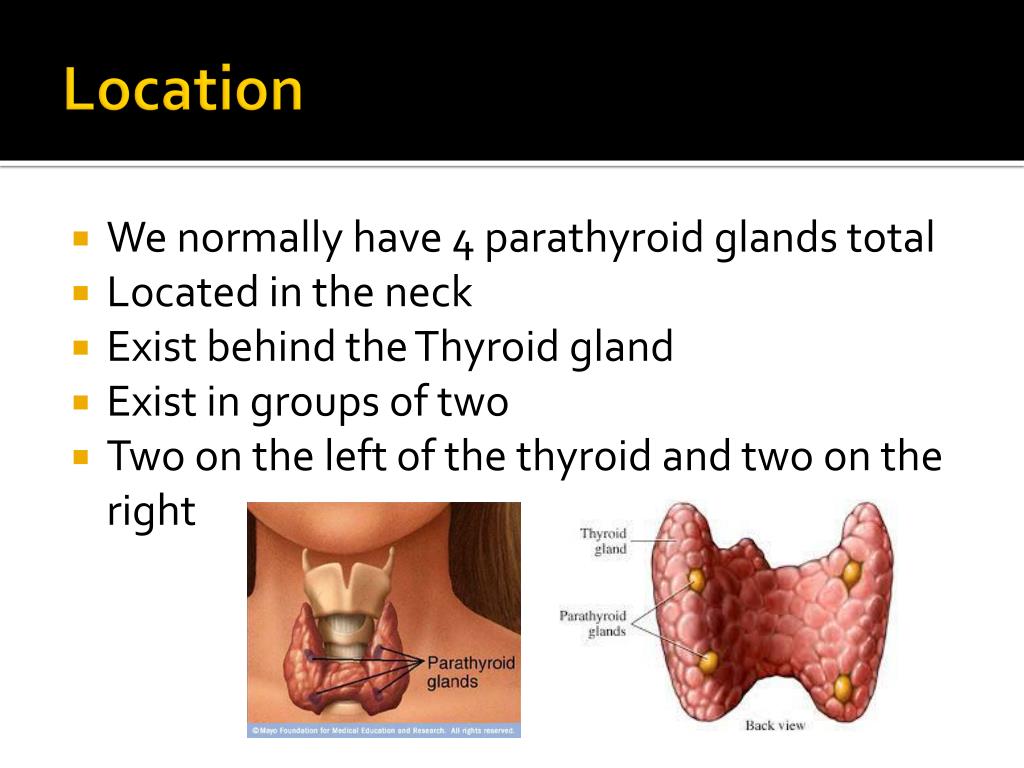 Ppt Parathyroid Glands Powerpoint Presentation Free Download Id