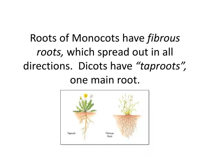 PPT - Leaves of Monocots have parallel veins (tubes), while Dicots have ...