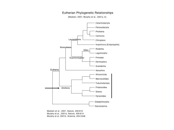 PPT - Afrotherian Orders Order Proboscidea, Family Elephantidae ...