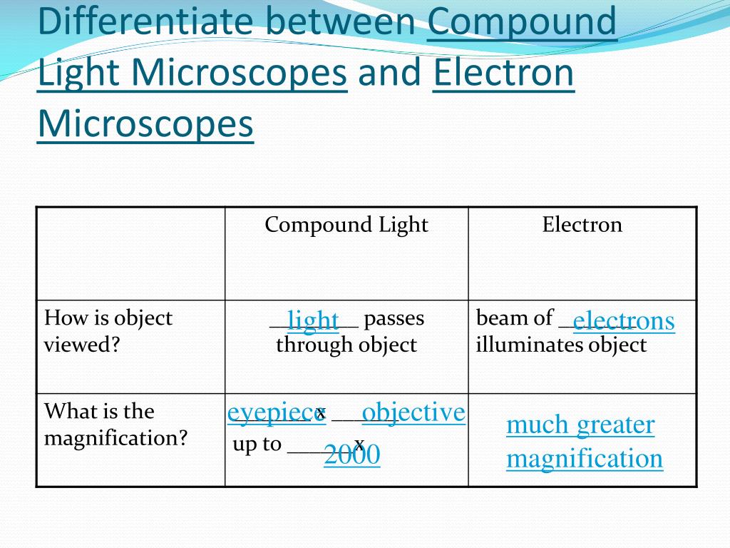 PPT - Biology: The Study of Life PowerPoint Presentation, free download ...