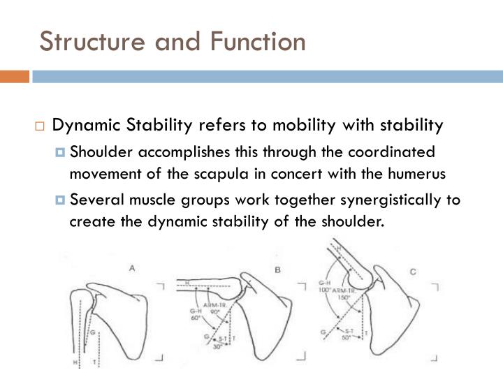 PPT - The shoulder PowerPoint Presentation - ID:2207551