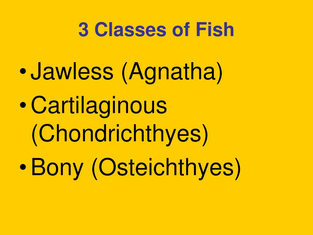 PPT - Fish…our friends in the water PowerPoint Presentation, free ...