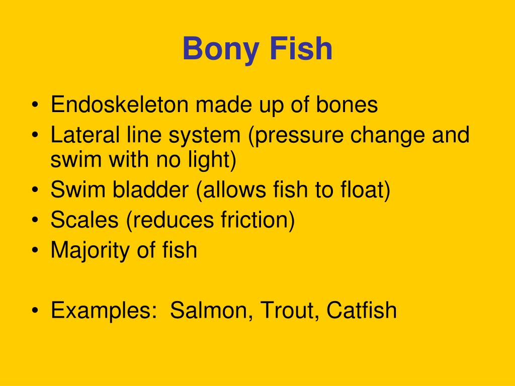 PPT - Fish…our friends in the water PowerPoint Presentation, free ...