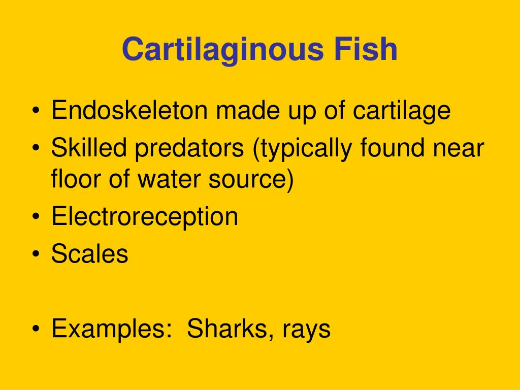 PPT - Fish…our friends in the water PowerPoint Presentation, free ...