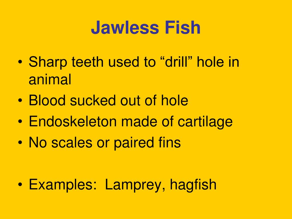 PPT - Fish…our friends in the water PowerPoint Presentation, free ...