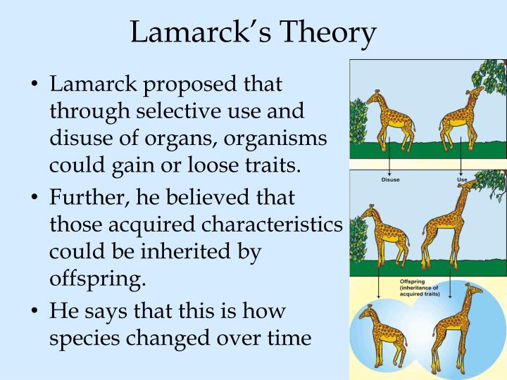 PPT - Darwin’s Theory of Evolution PowerPoint Presentation - ID:2207833