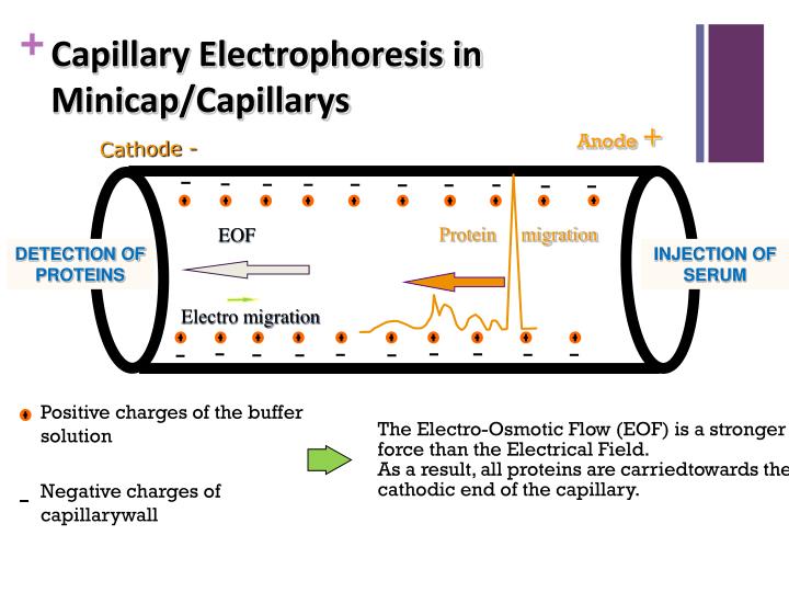 PPT - Serum Protein Electrophoresis with Immunofixation PowerPoint ...