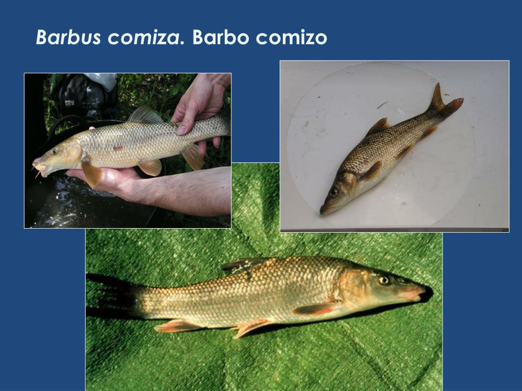 PPT - VISU ESPECIES PISCÍCOLAS DE CASTILLA-LA MANCHA PowerPoint ...