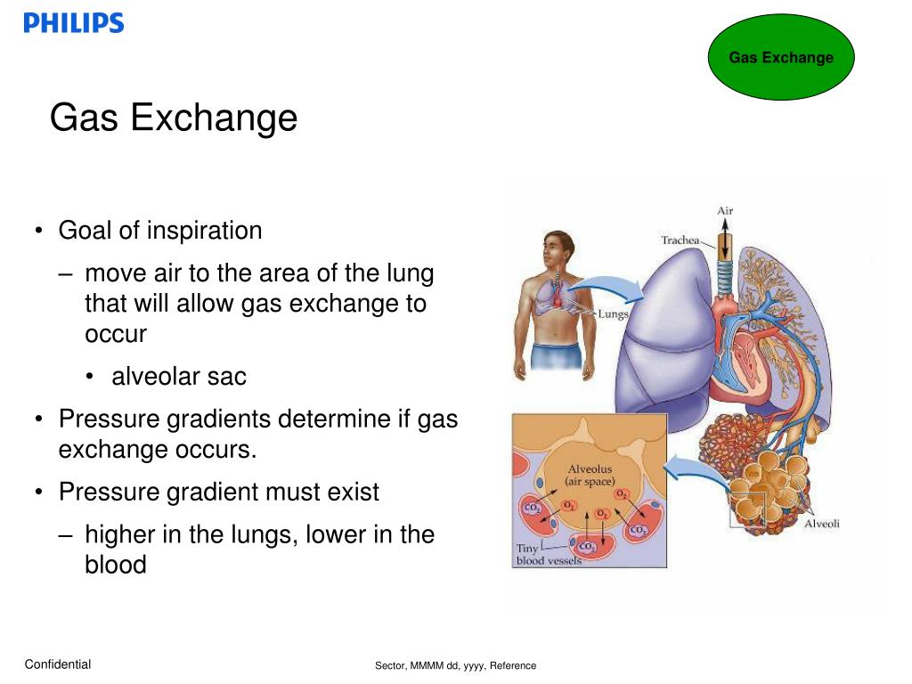 PPT - breathing , respiratory diseases, and mechanical ventilation ...