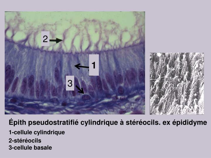 PPT - I- ÉPITHÉLIUMS de REVÊTEMENT PowerPoint Presentation - ID:2208024