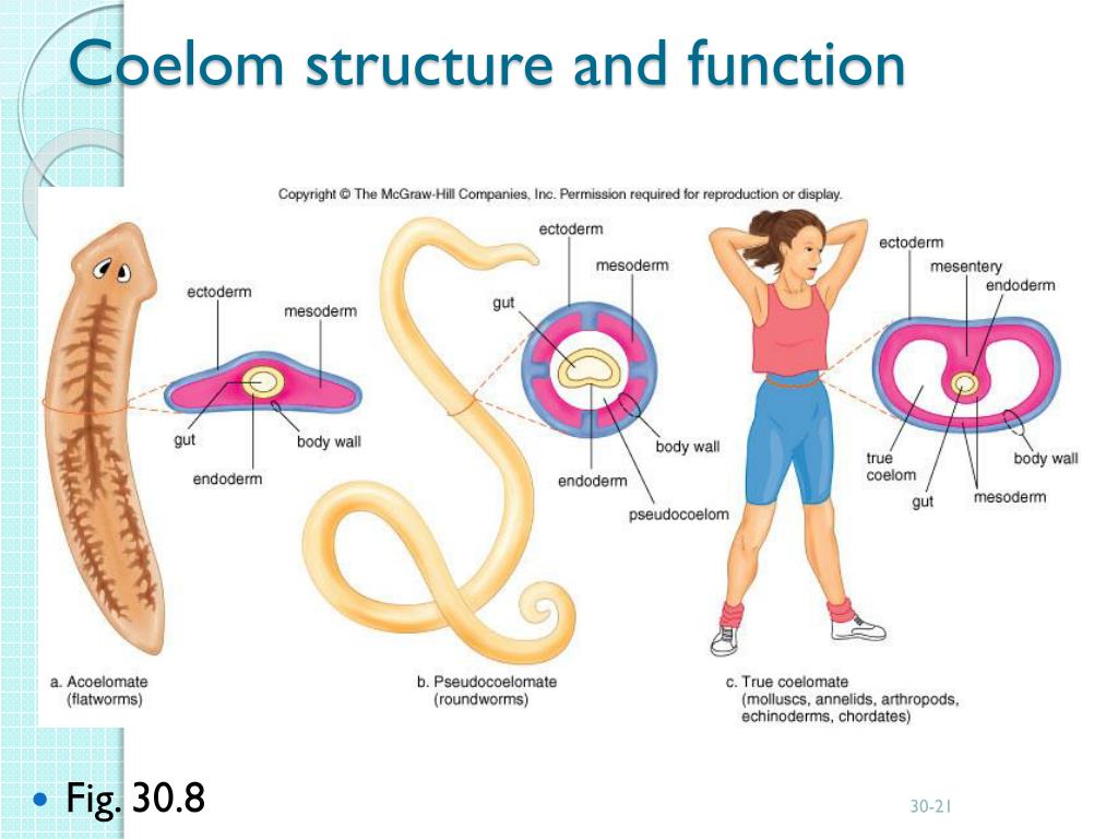 PPT - Invertebrates: Phylum Porifera PowerPoint Presentation, free ...