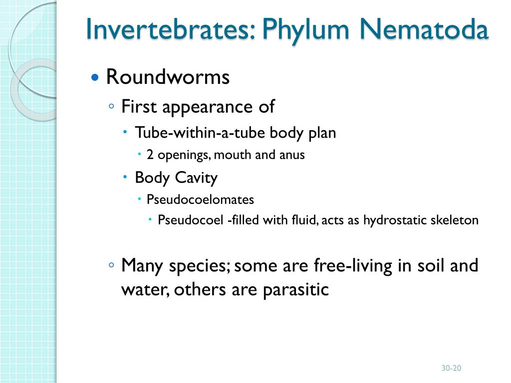 PPT - Invertebrates: Phylum Porifera PowerPoint Presentation, free ...