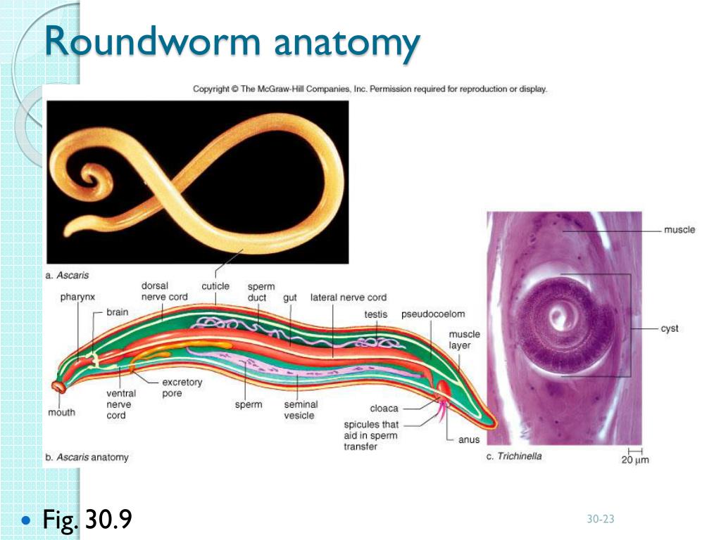 PPT - Invertebrates: Phylum Porifera PowerPoint Presentation, free ...