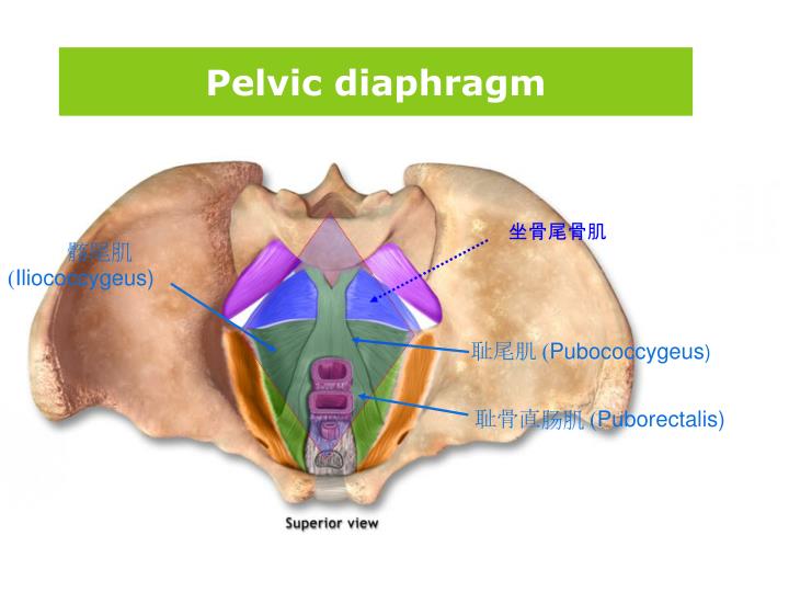 PPT - Pelvic Floor Dysfunction PowerPoint Presentation - ID:2208762