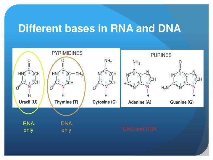PPT - Genetic Information Flow: RNA Structure PowerPoint Presentation ...