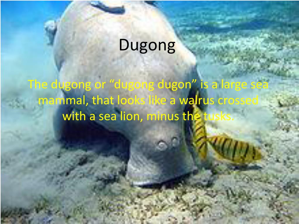 PPT - Dugong PowerPoint Presentation, free download - ID:2210415