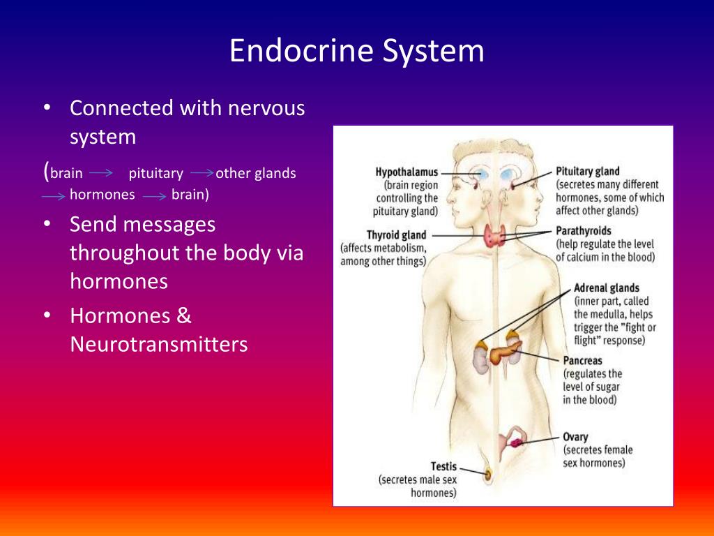 PPT - Tues Sept 27 and Wed Sept 28 Cerebral Dominance, Split Brain ...