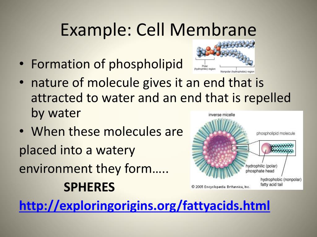 PPT - ORIGINS OF LIFE PowerPoint Presentation, free download - ID:2211261