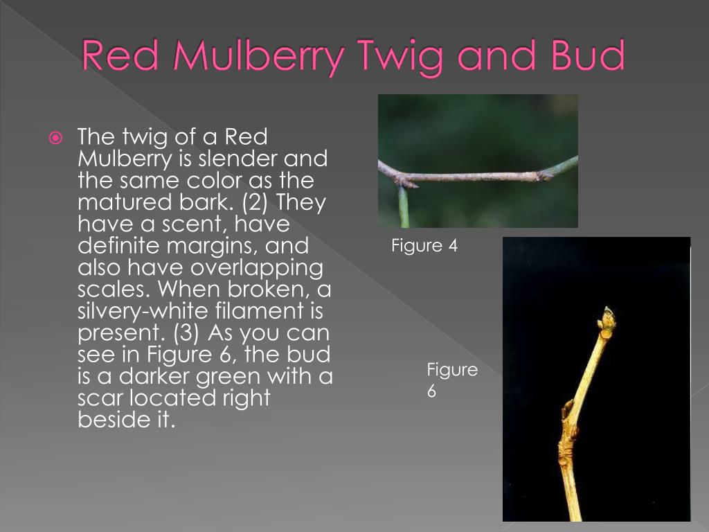 PPT - Red Mulberry Morus Rubra L. By : Rachel Finke PowerPoint ...