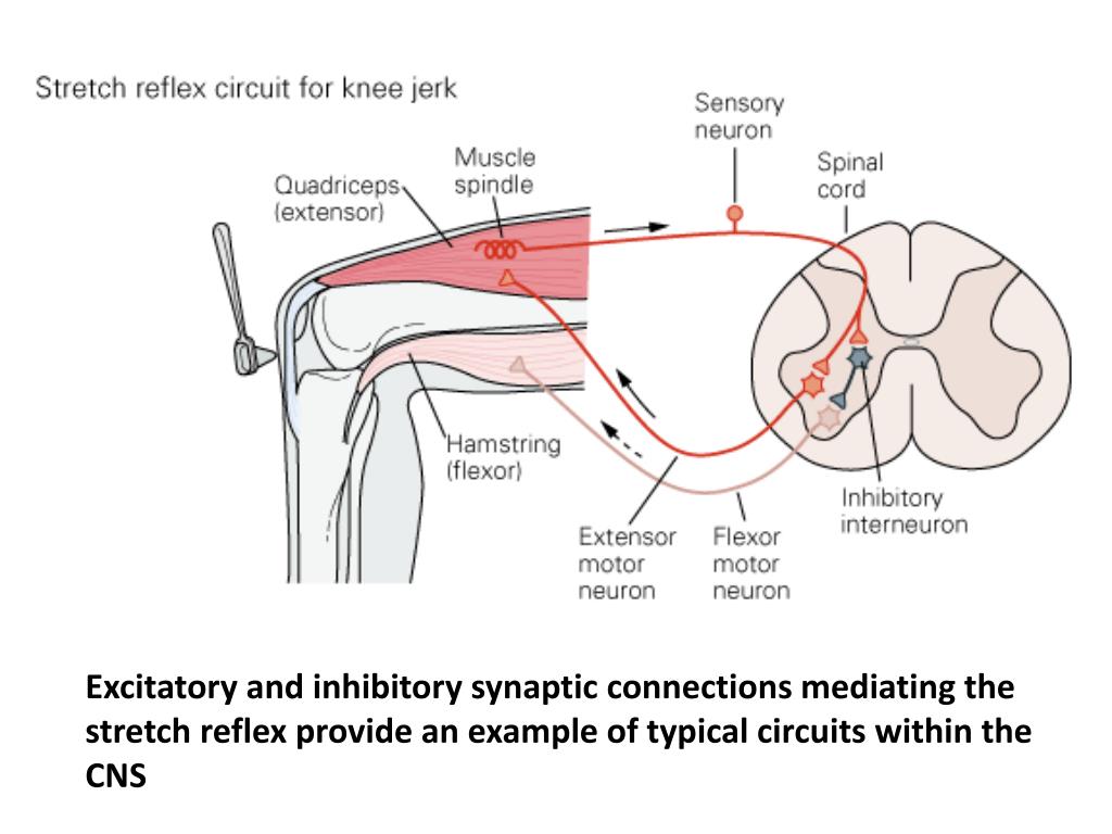 PPT - WINDSOR UNIVERSITY SCHOOL OF MEDICINE PowerPoint Presentation ...