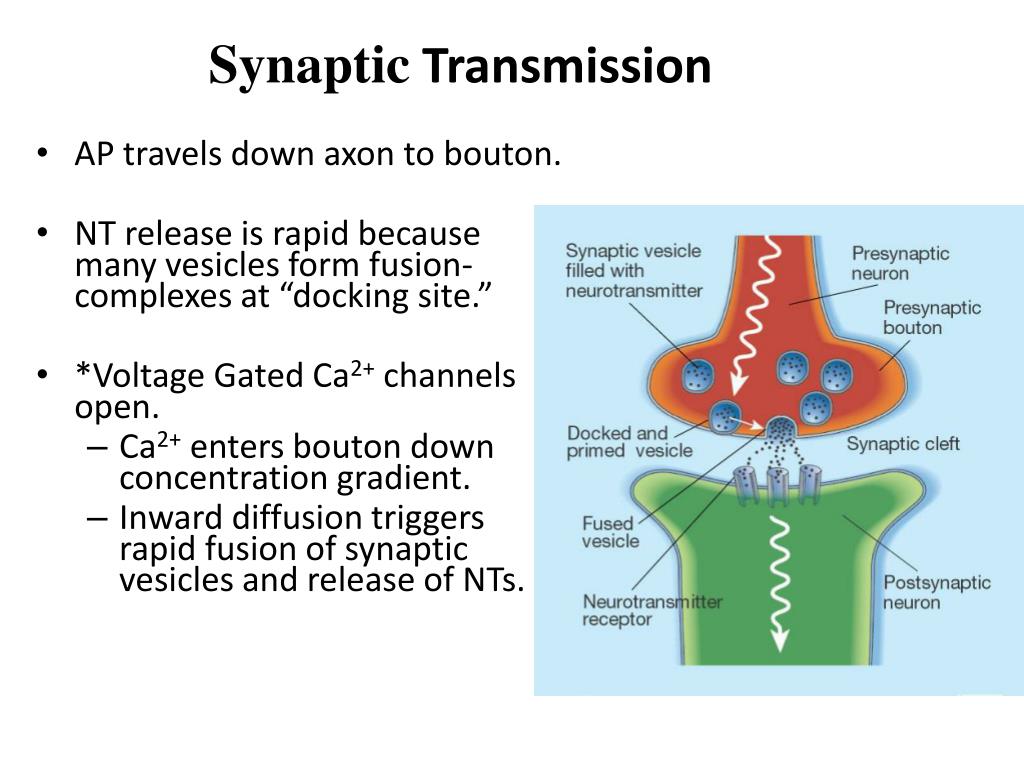 PPT - WINDSOR UNIVERSITY SCHOOL OF MEDICINE PowerPoint Presentation ...