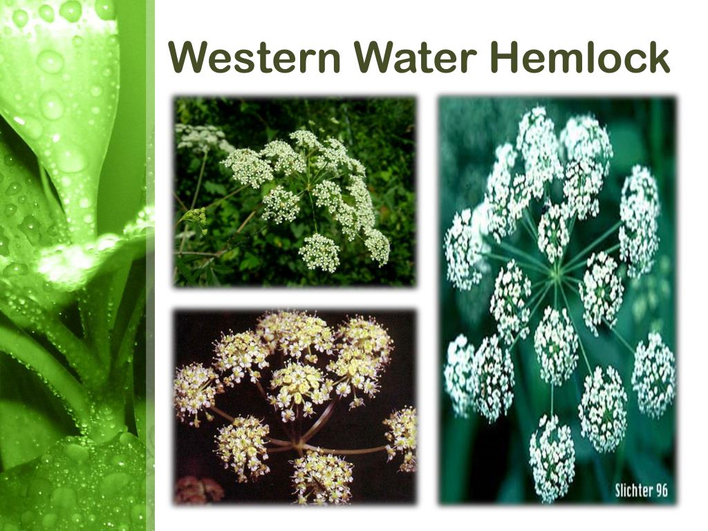 PPT - Plant toxins John Carlo Macuja Jackielyn Ocbina III-BSCT ...