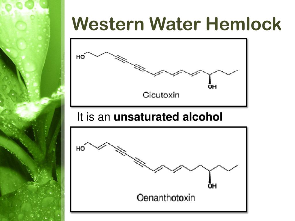 PPT - Plant toxins John Carlo Macuja Jackielyn Ocbina III-BSCT ...